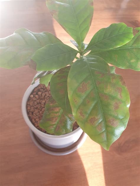 커피나무 잎 갈색으로 변함 지식in