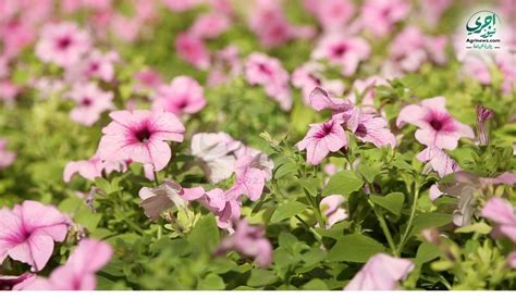 اشجار الزينة تعرف علي فوائدها وافضل الانواع الصالحة للزراعة