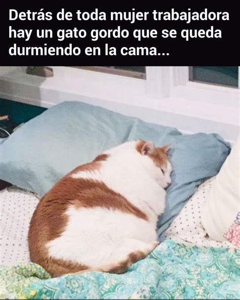 Meme De Gato Gordo Este Hermoso Gato Gordo Llamado Pancho Es El