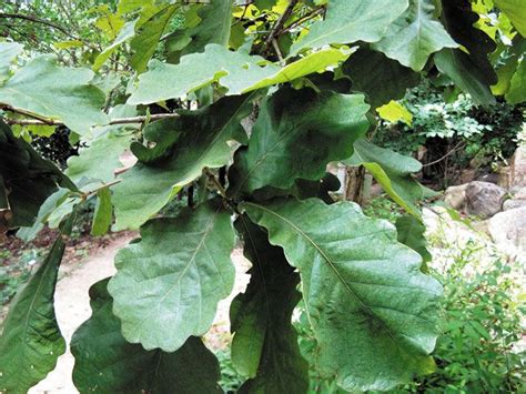 [t] 독성 있는 화학물질 만들어… 애벌레가 먹어 치우는 것 막아줘요