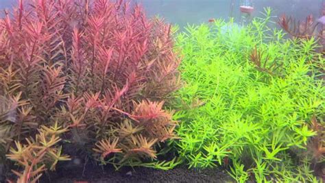 천안수족관 신용아쿠아 7월 24일 물고기 추가입고 및 보유어종 안내 네이버 블로그