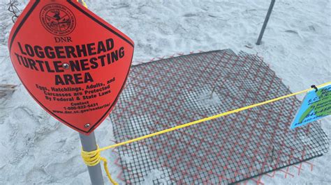 Sea Turtle Nesting Season Underway Lights Out Ordinances Take Effect