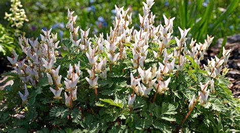 49 Plants That Will Grow Underneath Almost Any Tree