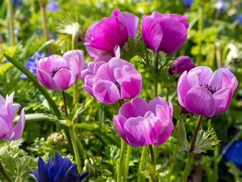 Anemone Sylphide 10stykk - Syverud Gaard