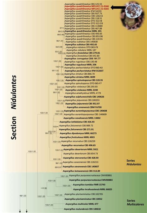 The Best Scoring Raxml Tree Based On The Analysis Of Its Tub2 Cam