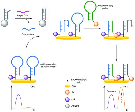 Schematic Representation Of A Dna Walker Based Biosensor Download Scientific Diagram