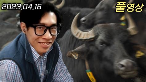 버팔로를 찾아서 돈 스타브 투게더 Youtube