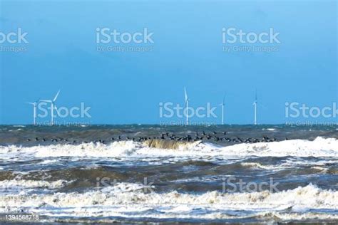 스핀 드리프트 파도와 배경에있는 해상 풍차 공원이있는 폭풍우 위에 가까운 바닷새 무리 풍력발전기에 대한 스톡 사진 및 기타 이미지 풍력발전기 바다 북해 Istock