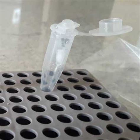 Extract Dropped Plasmid Dna From Filter Paper