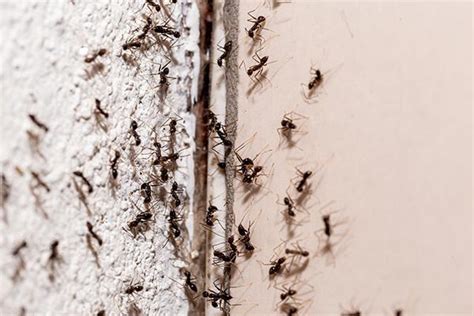 Ant Control Ajax Exterminating