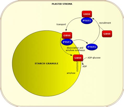 Starch Synthase Function Isoforms And Metabolism