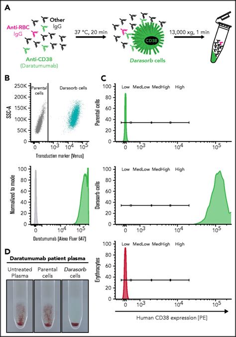 Preanalytic Depletion Of Medicinal Anti Cd38 Antibody From Patient Plasma For Immunohematology