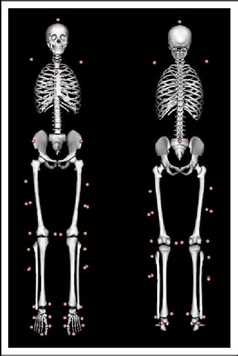 Opensim Marker Placement Download Scientific Diagram