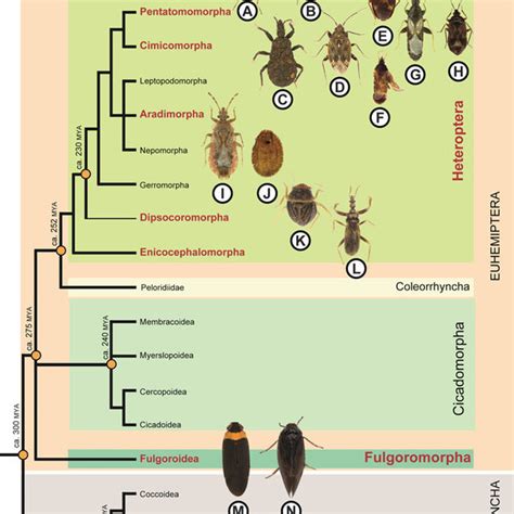 Pdf Diversity And Ecology Of Saproxylic Hemiptera
