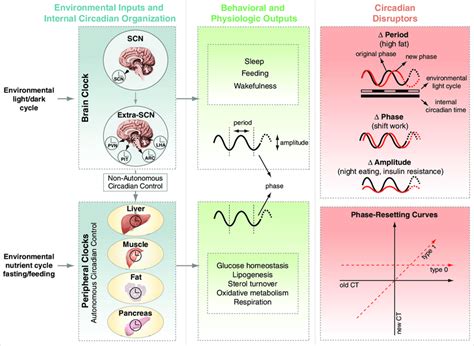 Central And Peripheral Clocks Coordinate External Cues With Behavior
