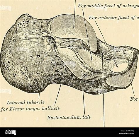 Sustentaculum Tali