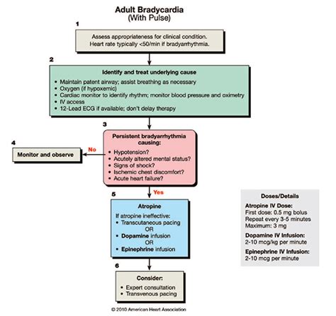 [acls Advanced Cardiovascular Life Support 7 4]bradycardia Algorithm