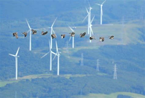 風車背景の飛翔11連写合成ハチクマ GANREF