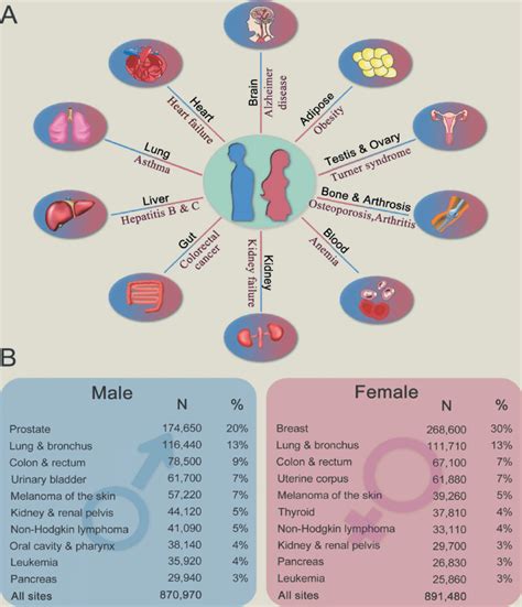 Major Types Of Human Diseases With Sex Differences A Graphical Download Scientific Diagram
