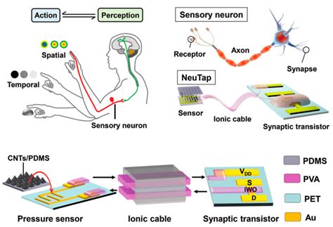Emerging Memtransistors For Neuromorphic System Applications A Review