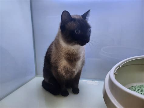 샴 단지 말티즈크기 말티푸크기 푸들크기 먼치킨크기 랙돌크기 브리티쉬숏헤어크기 스코티쉬폴드크기 러시안블루크기 강아지크기 고양이크기