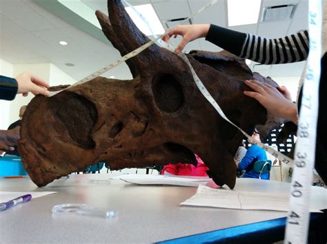 What Fossils Can Tell Us Grade Science At Shadow Valley Elementary