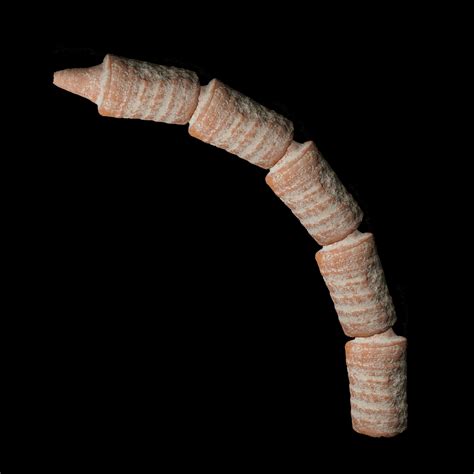 Vaulting Tubes The Key To Archways · Artefact Features · Museum Of Classical Antiquities