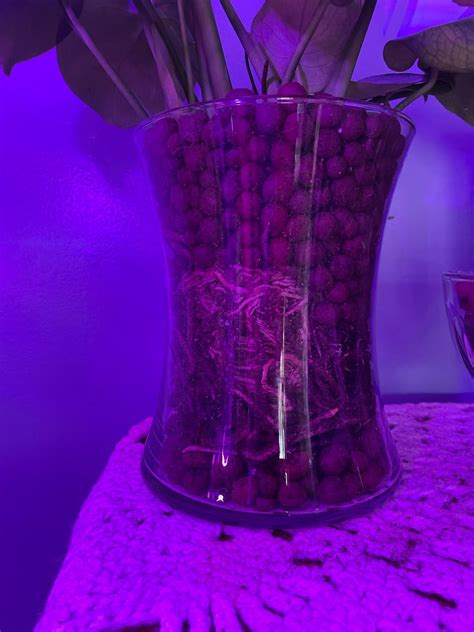 Monstera Deliciosa Tipstricks In Leca Rsemihydro