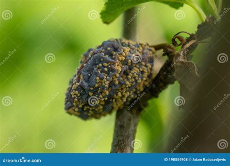 Plant Disease Mango Leaves Disease Stock Image