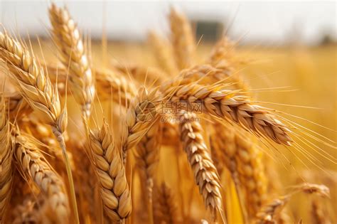 成熟丰收的麦子高清图片下载 正版图片600200308 摄图网