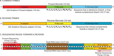 Design Of Forward And Reverse Primers The Synthesized Primers Are