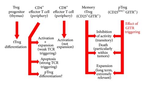 Role Of Gitr In Cd4 And Cd8 T Cells And Tregs Thymus Derived Tregs Download Scientific