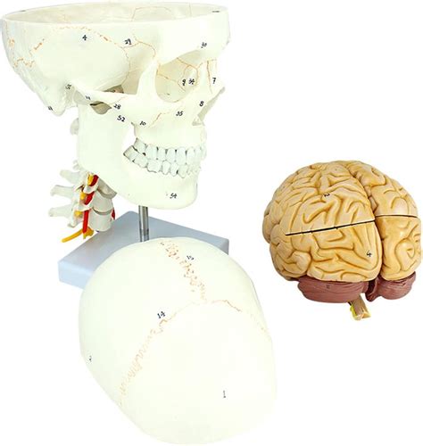 Anatomical Cranial Brain Model With Cervical Spine Australia Ubuy