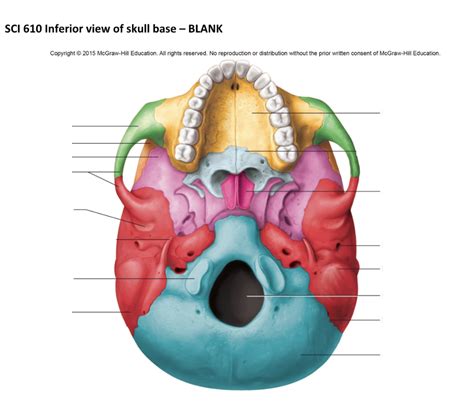 Inferior View Of Skull Base Diagram Quizlet