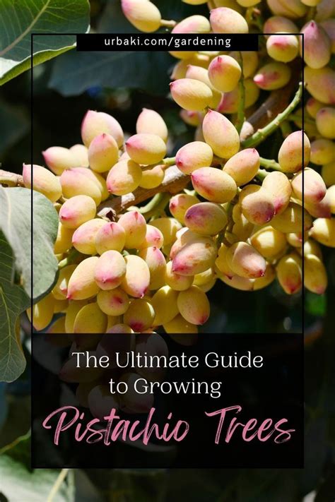 The Ultimate Guide To Growing Pistachio Trees Pistachio Tree Tree