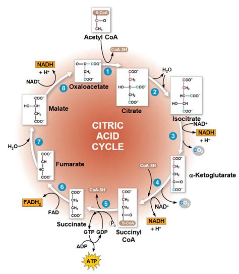 Oxidative Phosphorylation Cycle