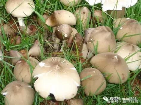 臨滄到了這個季節滿地都是雞樅 看著都興奮 每日頭條