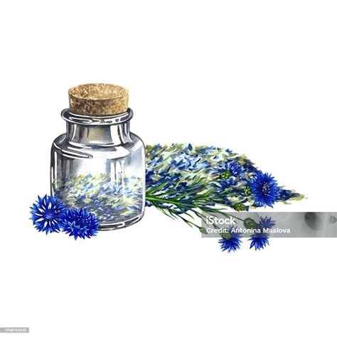 건조 짓 눌린 약초 수레 국화 말린 수레 국화 한 병 손으로 그린 수채화 그림 건강한 차와 약초 포장 레이아웃 라벨 메뉴 및