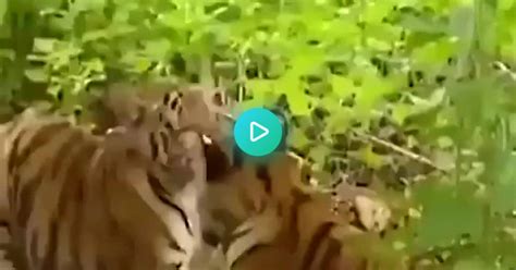 Til Gibbons Are Assholes Album On Imgur