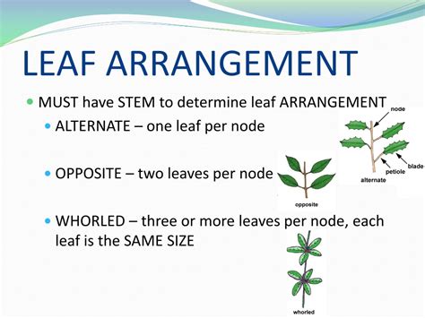 PPT LEAVES PowerPoint Presentation Free Download ID