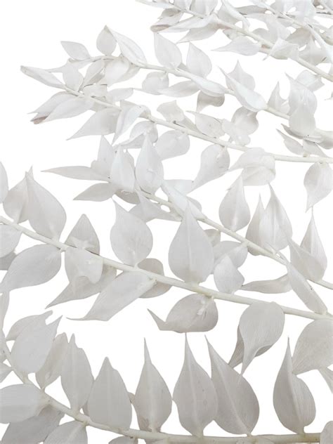 Bleached Ruscus The Dry Decor