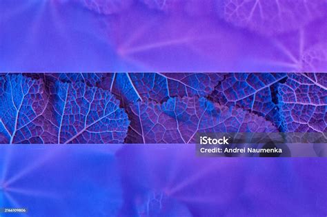 네온 배경에 젖빛 유리 Morphism 스타일 뒤에 식물의 자연 잎 형광등 초점이 흐려진 파란색 보라색 무광택 아크릴 플레이트 복사 공간 평면도 프레임 0명에 대한 스톡