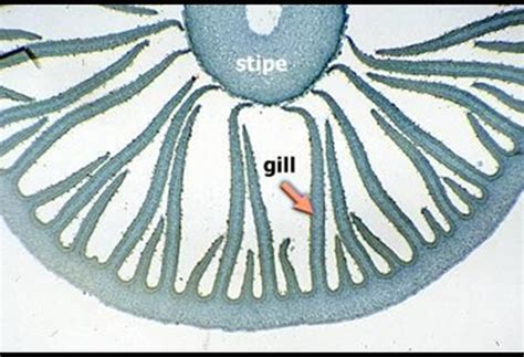 Coprinus Cross Section Coprinus Mushroom Under The Microscop Stock