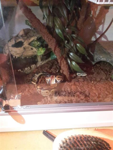 My 3 Month Old Ball Python Raptor