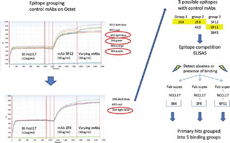 Commercial Antibodies Were Tested For Binding To Ccl17 Using An Octet