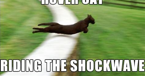 Hover Cat Imgur