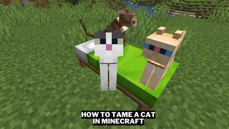 How To Tame A Cat In Minecraft