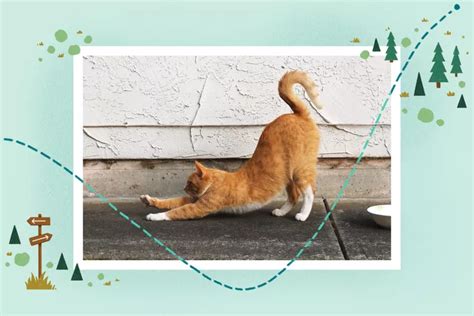 Decoding Your Cats Body Language What Your Cat Is Trying To Tell You Cat Behavior Help