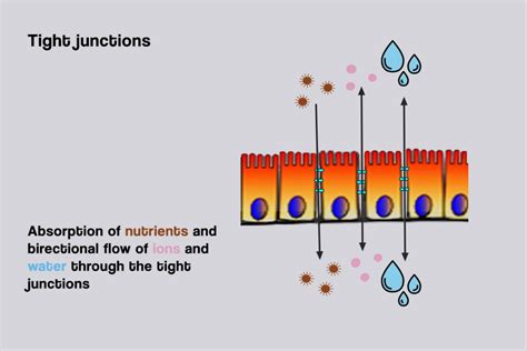 The Guts Barrier Function In Production Animals Plusvet Animal Health