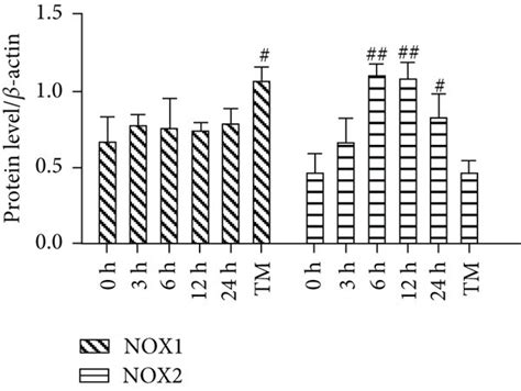 Earles Balanced Salt Solution Ebss Increases Nadph Oxidative Download Scientific Diagram